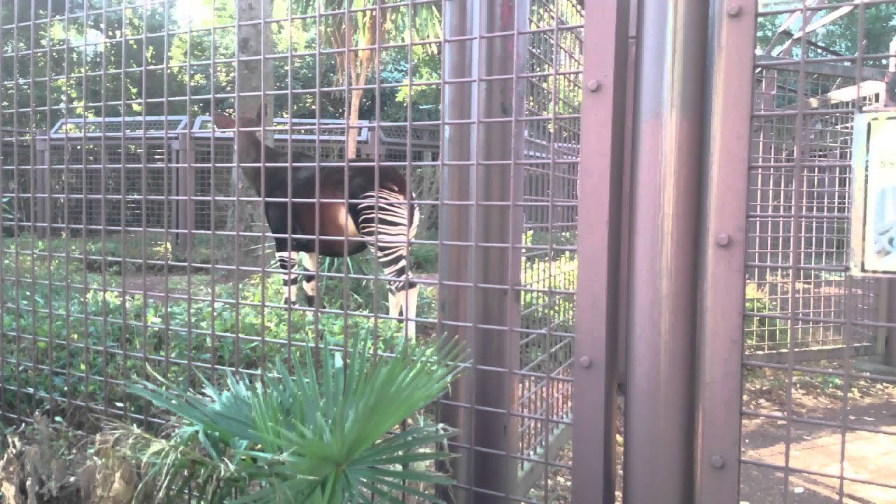 Ueno Zoo Giraffe (Japan) 4K - YouTube