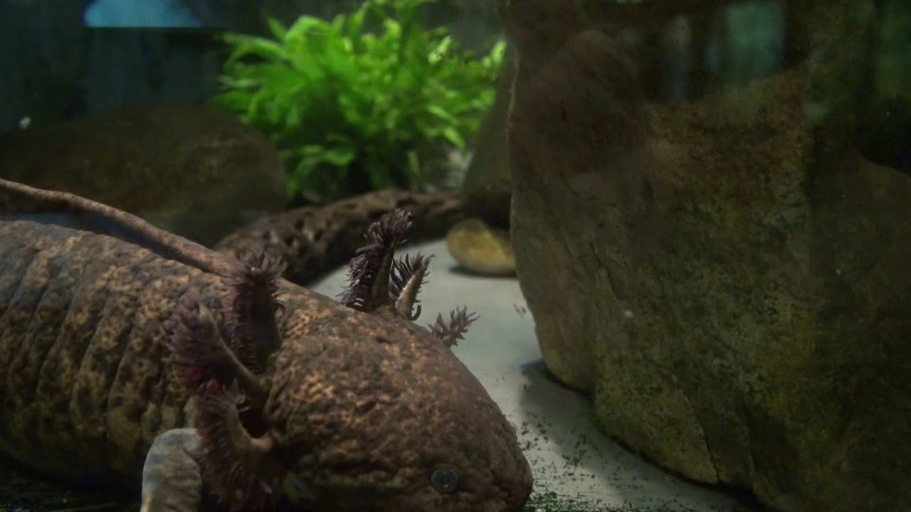 SALAMANDER FAMILY AMBYSTOMATIDAE - YouTube