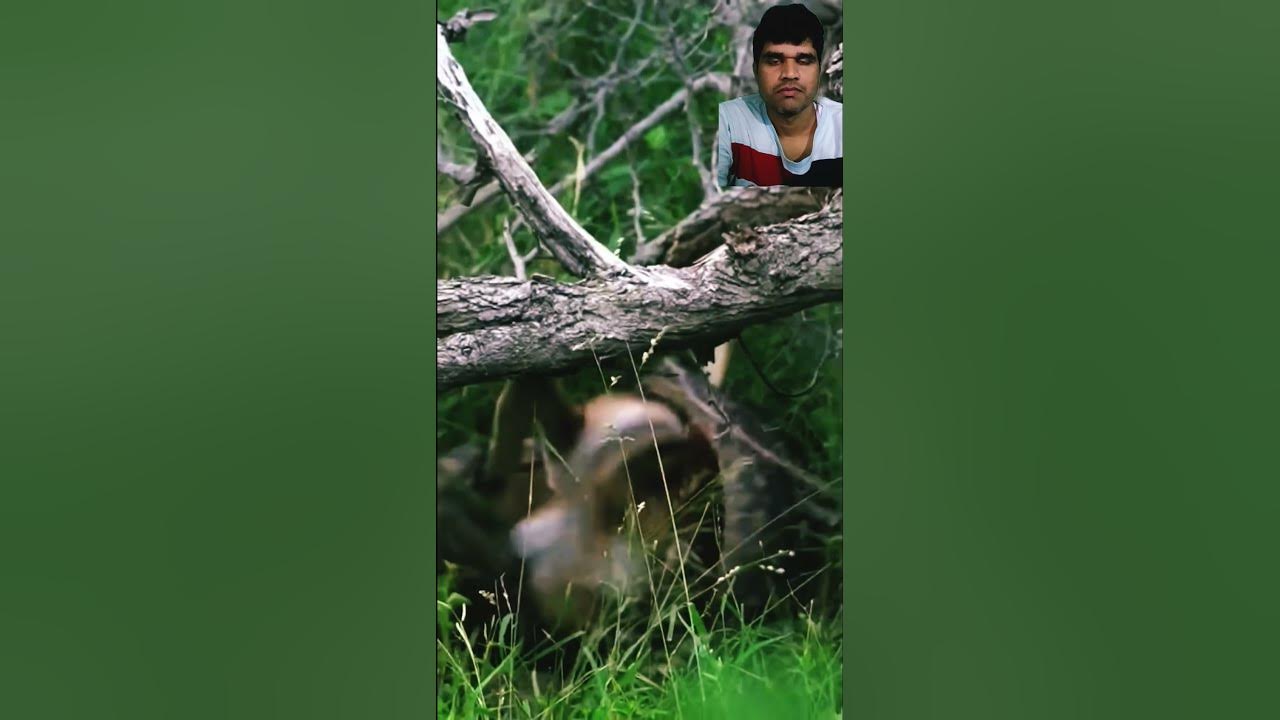 Python vs deer #wildlife #nature #deer #animals #safari #jungalsafari # ...