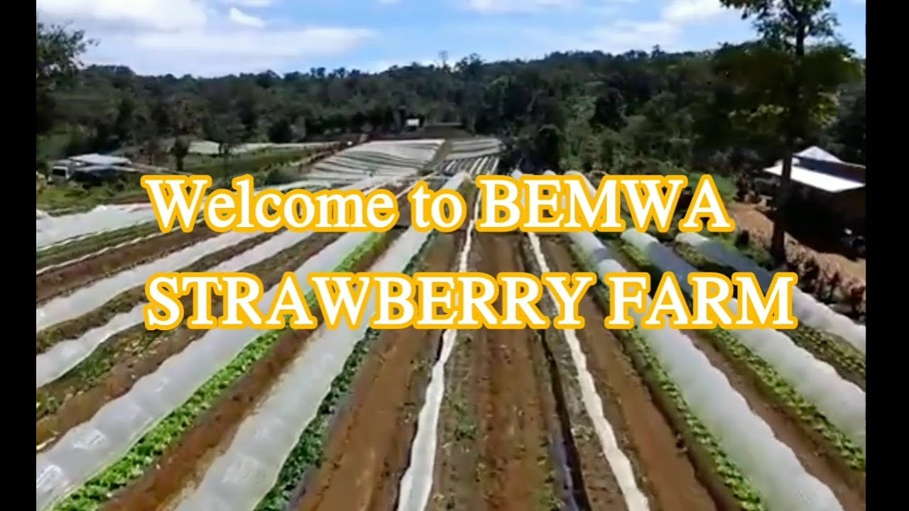 Bemwa Strawberry Farm - YouTube