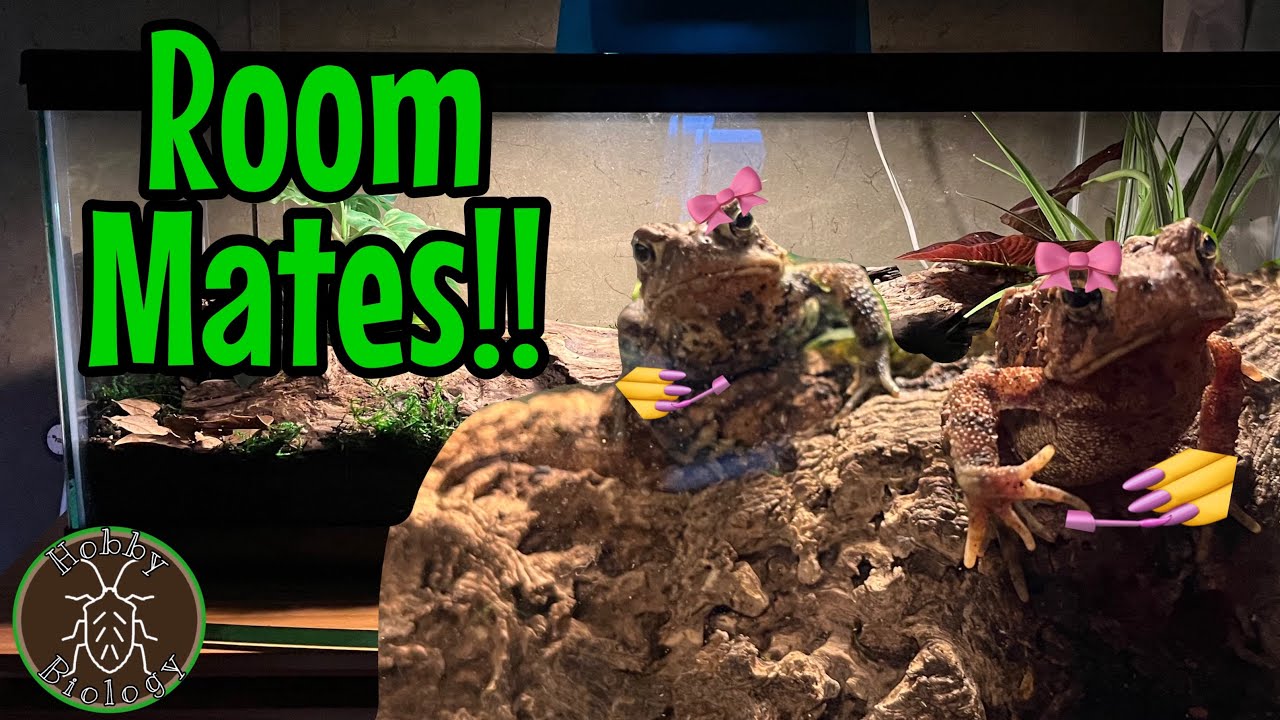 HOUSING MY TWO TOADS TOGETHER!!! Terrarium Build - YouTube