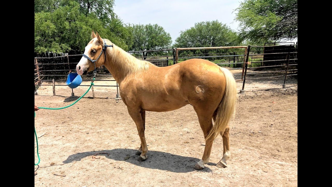 RANCHOLAROSA. SEMENTAL GUNNER WITH ICE FIRE 2017 DE GUNNER ON ICE# ...