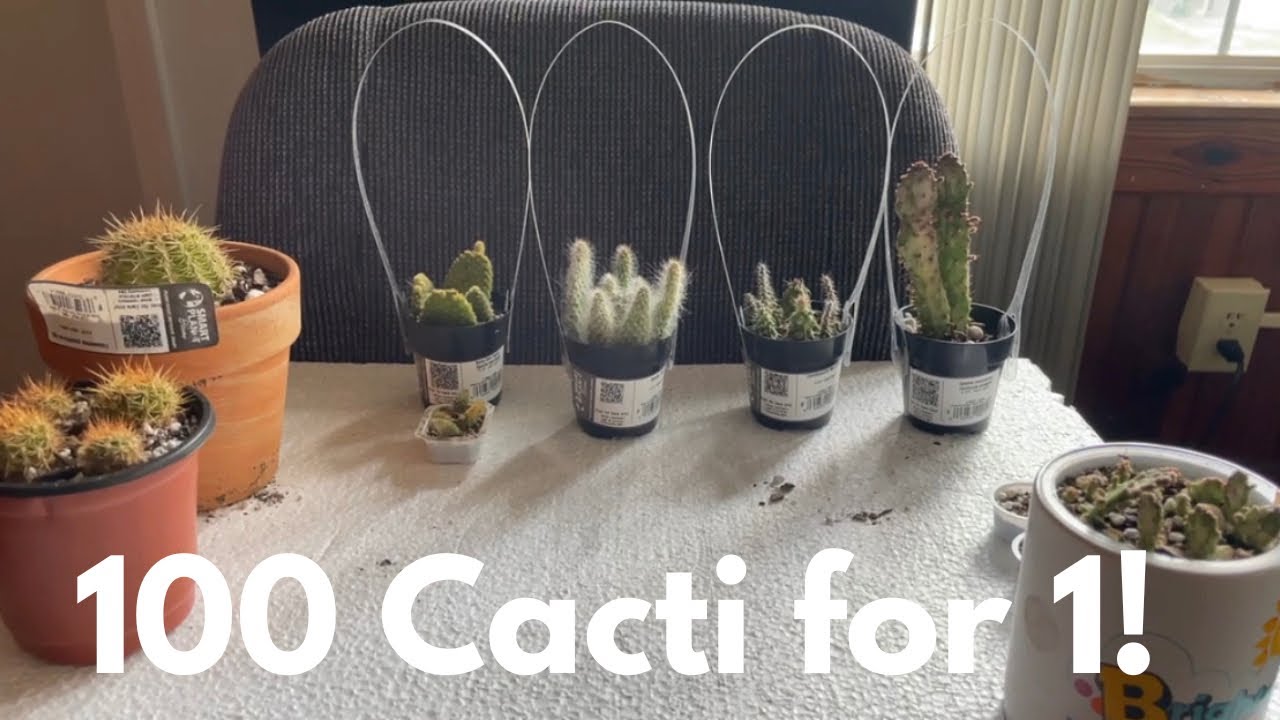 How to grow your collection FAST!! | 100 cacti for the price of 1 😱 ...