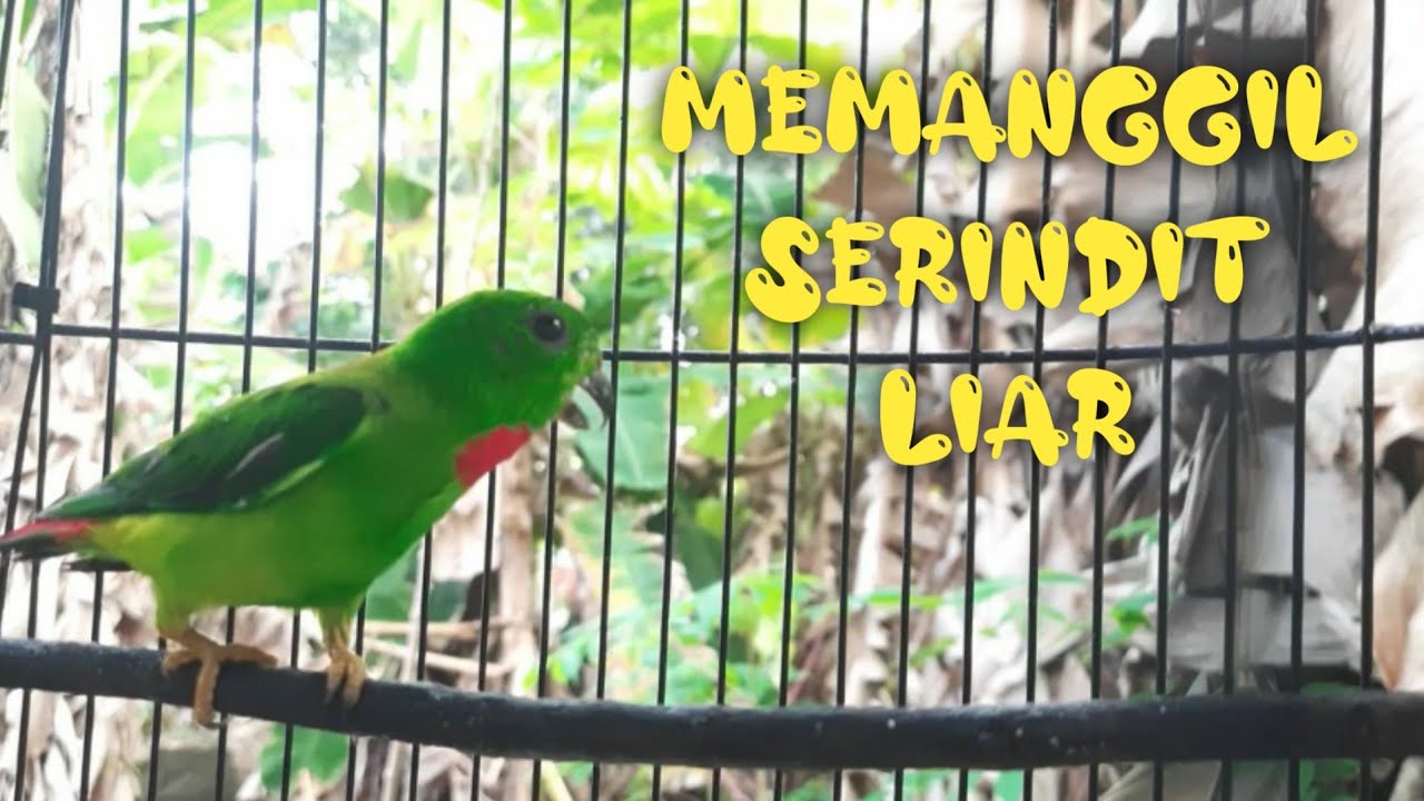 Serindit Pikat Hutan || Suara Serindit Memanggil - YouTube