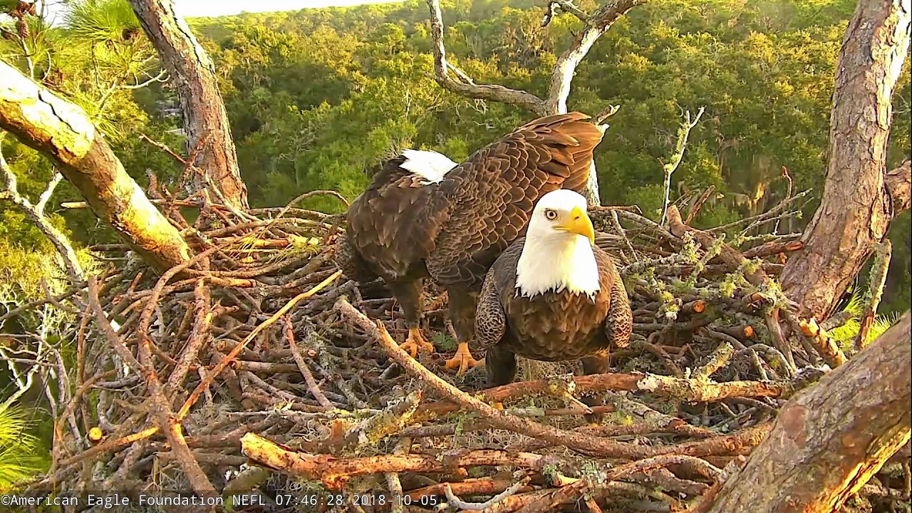 10-05-18 NEFL eagles; Romeo and Juliet; tangled up. - YouTube