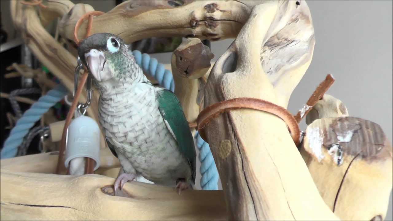 Leelah -- Yellow Sided Turquoise Green Cheek Conure - YouTube