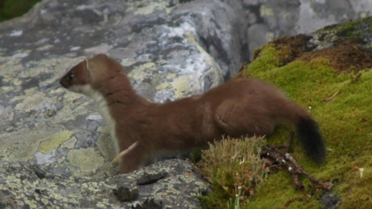 Stoat - YouTube
