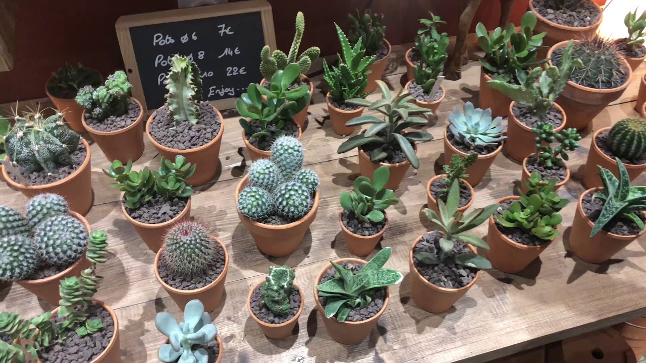 Laura Eubanks Finds Succulents in Paris France - YouTube