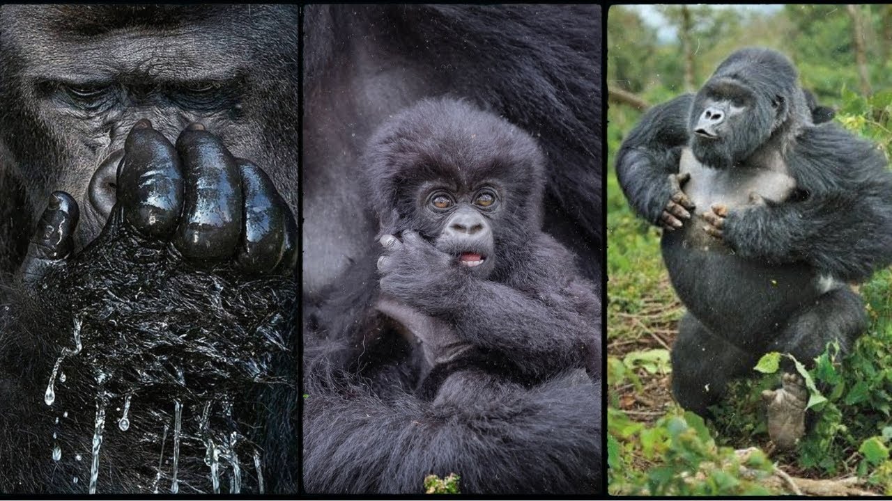 Gorilla Conservation: Protecting Our Primate Relatives | Protection of ...