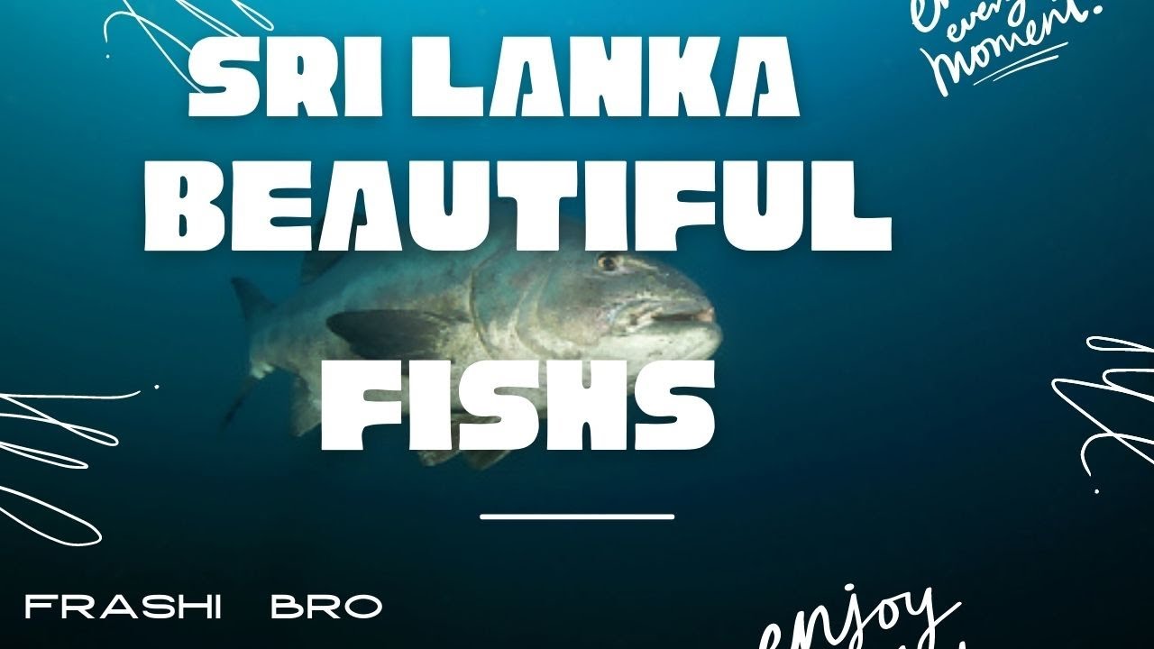 Sri lanka Beautiful fish - YouTube