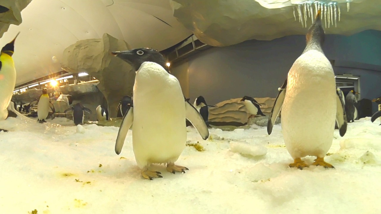 Antarctica: Empire of the Penguin 360 View | SeaWorld Orlando - YouTube