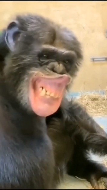 MONKEY LAUGHING UNTIL HIS LIPS DOWER#gorilla #monkey #animals #short ...