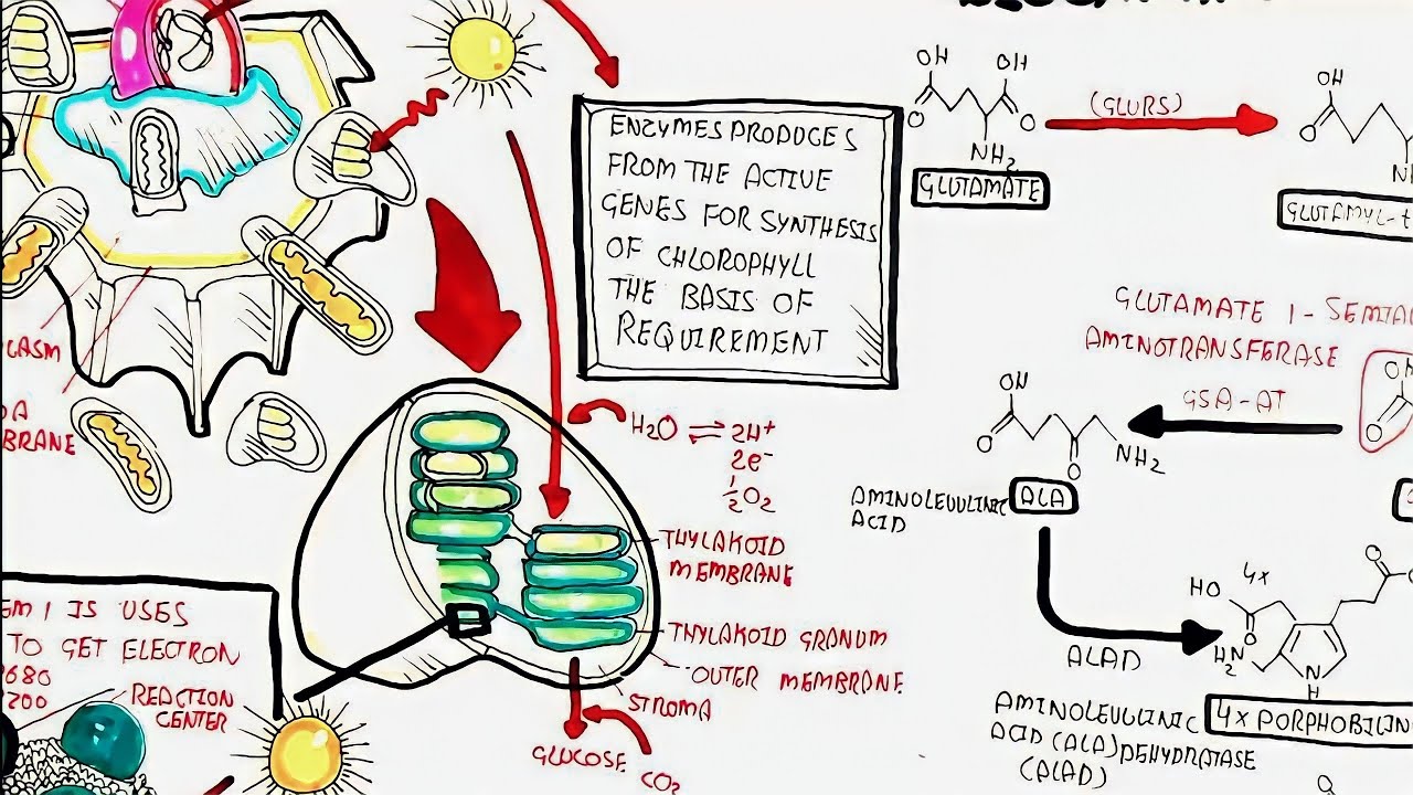 what is chlorophyll?/biosynthesis of chlorophyll/biochemistry ...