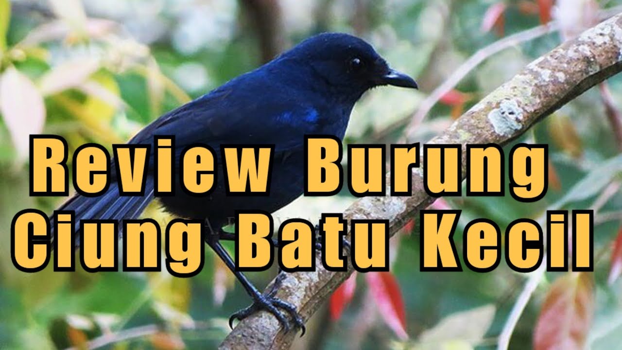 Review Burung Ciung Batu Mini - YouTube