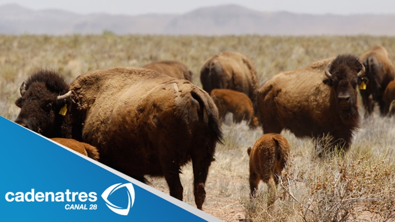 El pueblo de Janos, Chihuahua, se convierte en reserva de bisontes / De ...