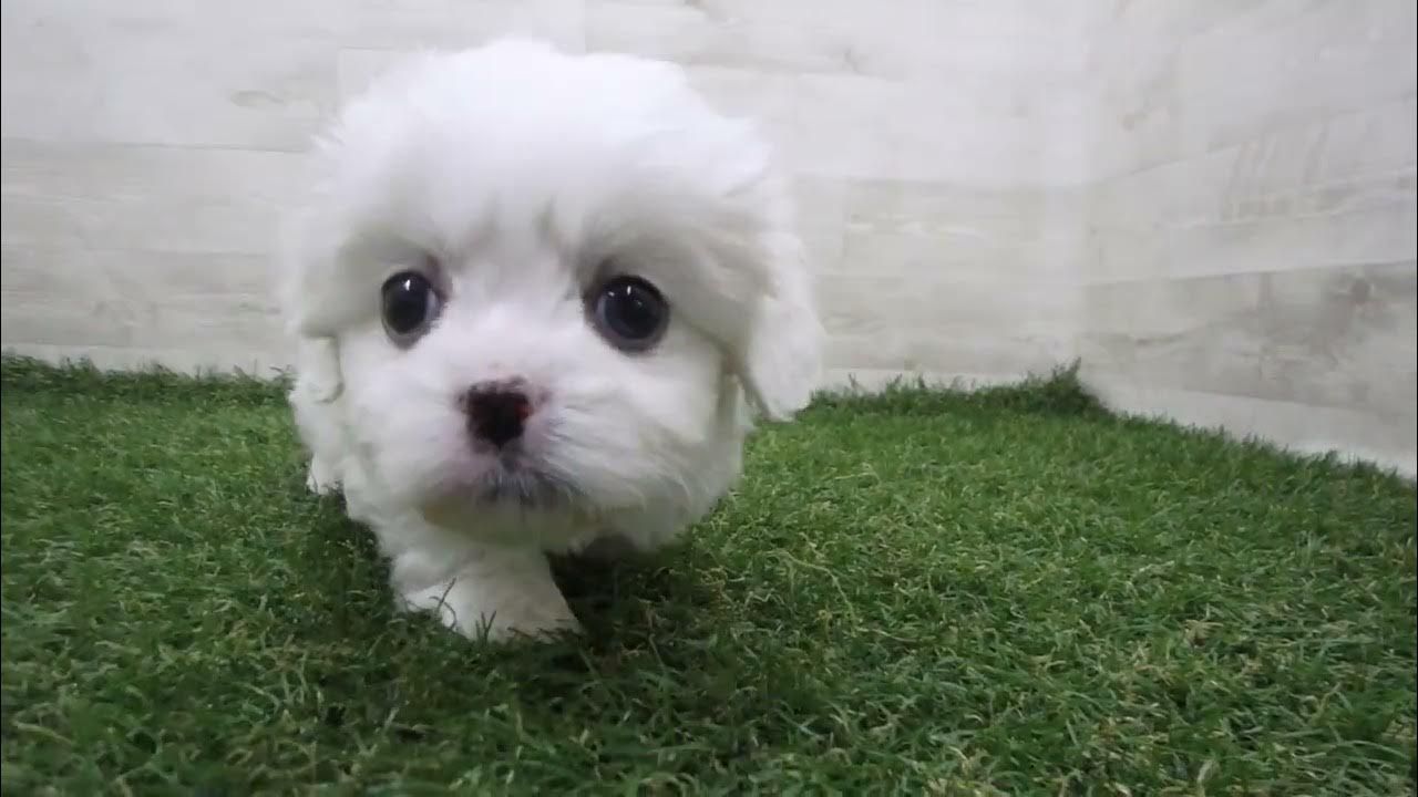 ペットショップcoo&riku No.00711673 MIX（ハーフ） - YouTube