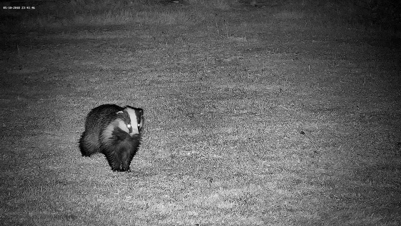 A very cautious badger - with sounds - YouTube