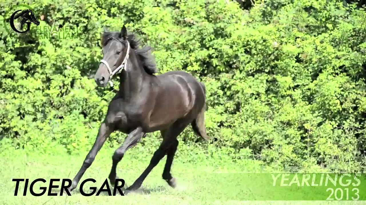 Allevamento Garigliano - Yearlings 2013 - Tiger Gar - YouTube