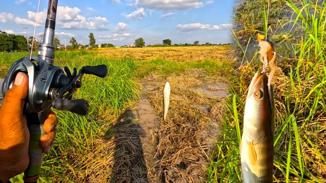A small snakehead came out to bite my bait, This is a fishing activity ...