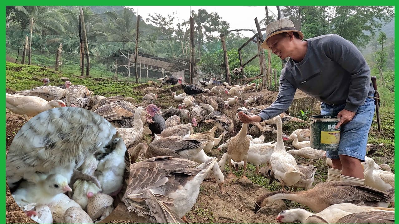 SILA MUNA KAPALIT NG MANOK PARA PANG-ULAM ( PABO,GANSA,GUINEA AT PATO ...