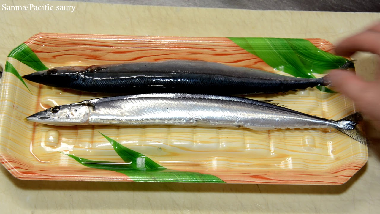 [Fish/Ikan] Pacific saury (Sanma) 秋刀魚 さんま - YouTube