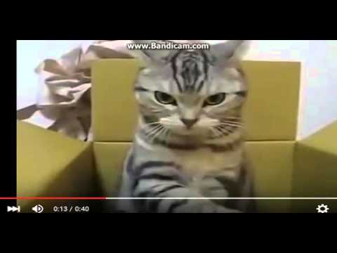 cat knocking morse code - YouTube