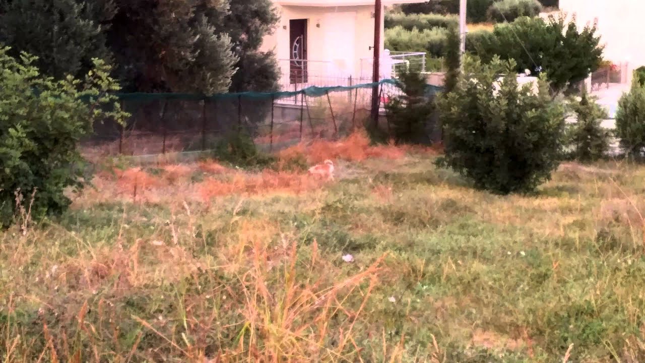 Εκπαιδευτικο σε Κλουβι - YouTube