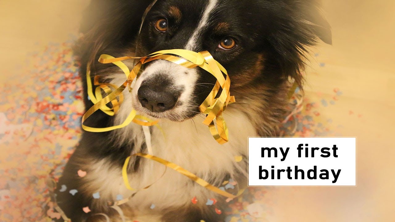 Milos Geburtstagsvideo / Australian shepherd Milo - YouTube