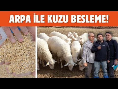Arpa İle Kuzu Besleme!