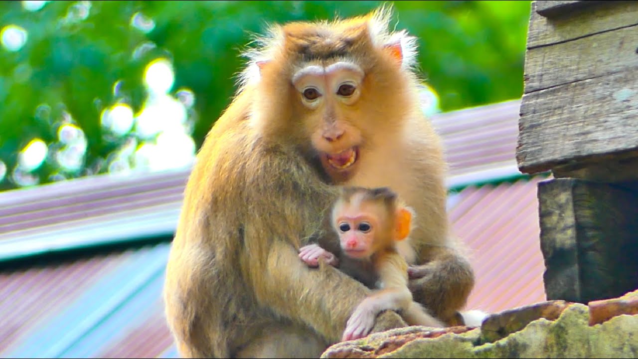 Wow So Adorable Newborn Monkey Robin Often Lovely By Mom Roses ...