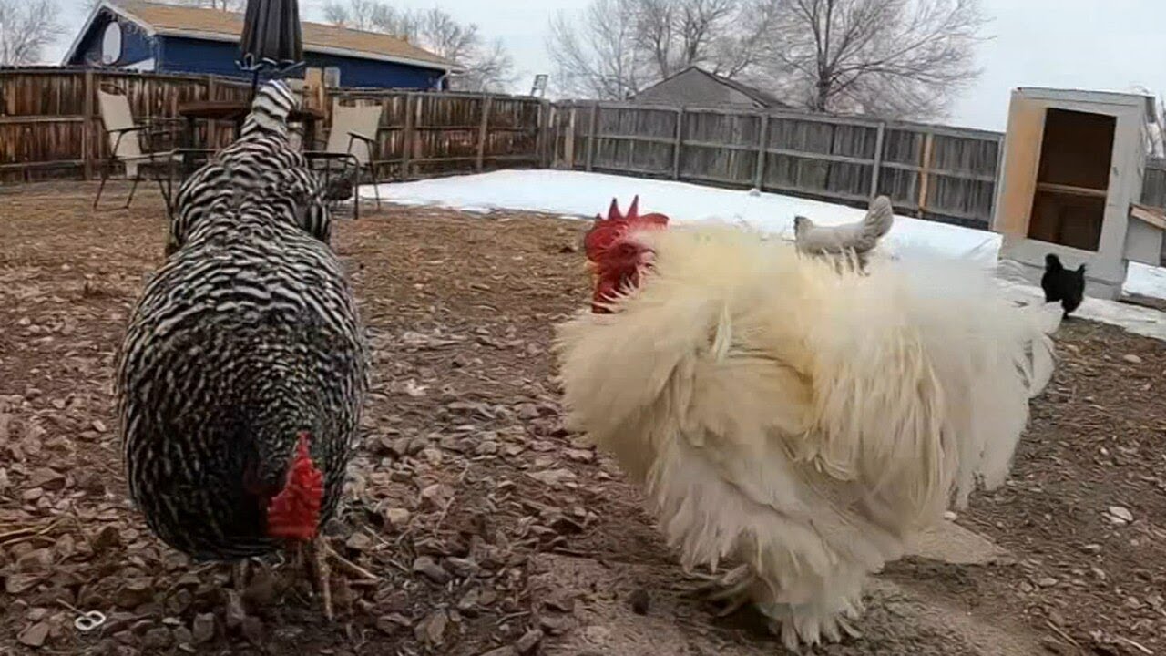 Fact Finders: Rooster in backyard flock stirs up questions - YouTube
