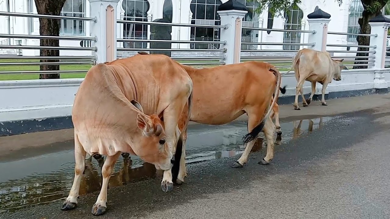 sapi lembu jinak sedang minum air di jalan - YouTube