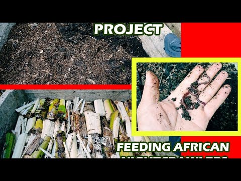 VERMICOMPOSTING : FEEDING AFRICANNIGHTCRAWLERS / VERMI FARMING - YouTube