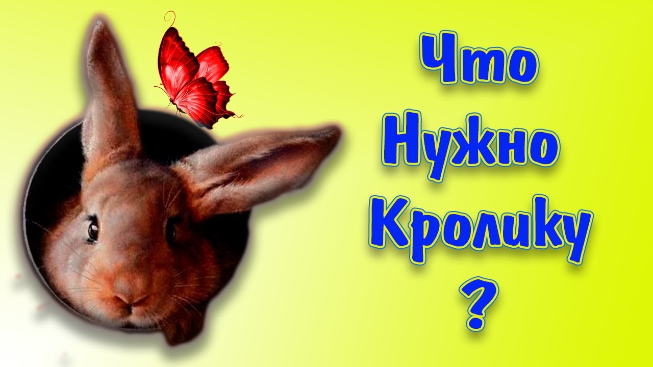 Что купить для кролика кроме клетки? Обзор вещей для кролика - YouTube