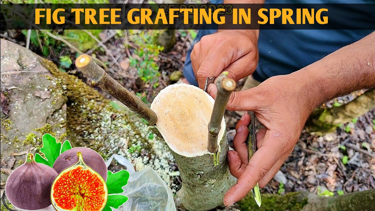 Best techniques for Grafting fig tree | Fig tree grafting in spring ...