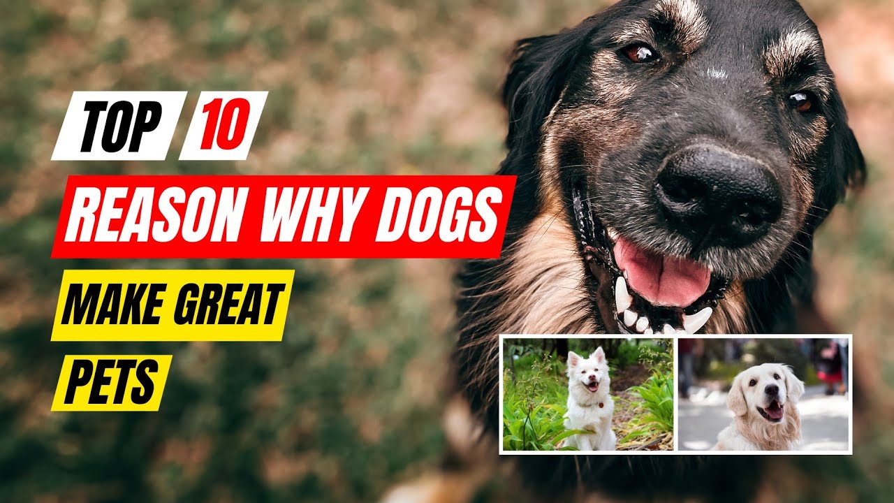 Top 10 Reasons Why Dogs Make Great Pet | Benefits of Having A Pet Dog ...