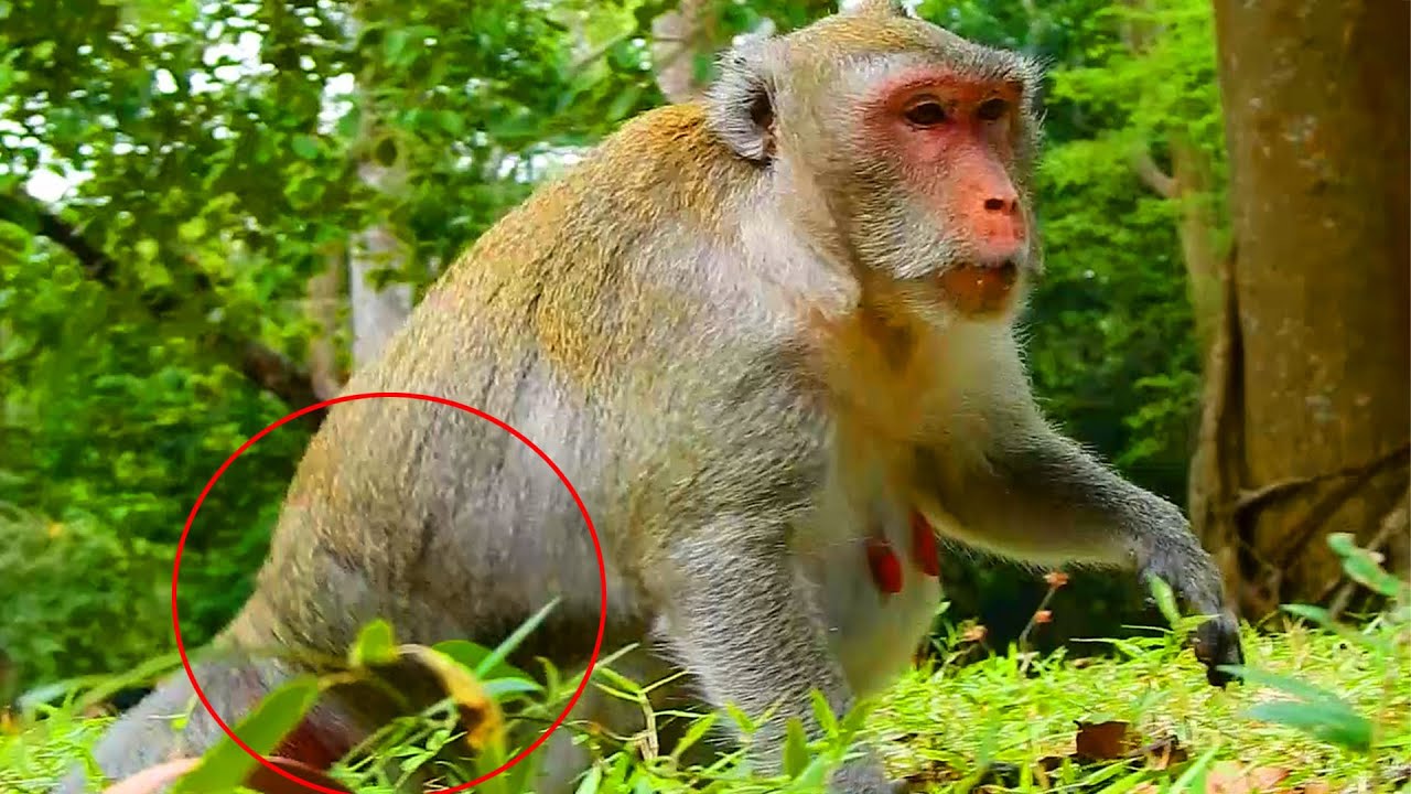 Hurt Belly With Concern Jane Money So Hard To Give A Baby Monkey hurt-belly-with-concern-jane-money-so-hard-to-give-a-baby-monkey