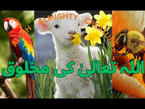 ALLAH ALMIGHTY CREATURE |BIRDS ANIMALS AND NATURAL BEAUTY IN THIS VIDEO ...