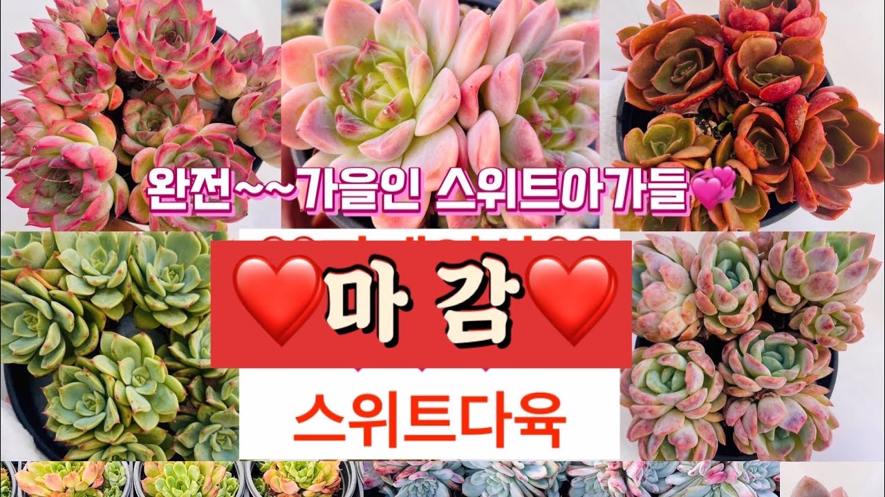 ️ 마감 ️ 마감 ️ 핑꾸 너무 사랑스러운 육이들💞스위트다육💞다육식물다육식물키우기다육판매다육택배청주다육