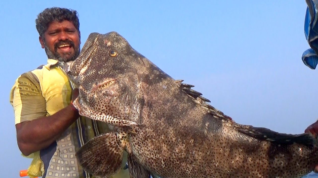BIGGEST Goliath Grouper fish ever caught!! - YouTube
