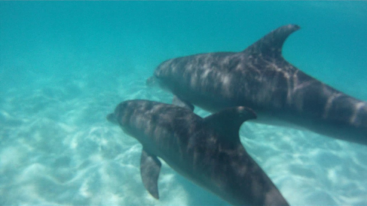 Swimming with two Dolphins Exumas, Bahamas - YouTube
