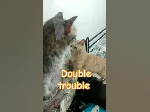 Double trouble twice the fun #homestead #kitten #cats #catlover # ...