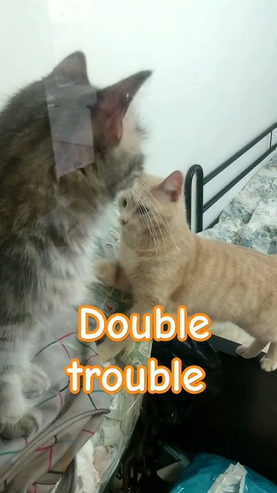 Double trouble twice the fun #homestead #kitten #cats #catlover # ...