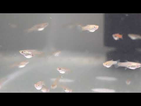 Endler's Livebearer Fry Update | 4 Weeks - YouTube