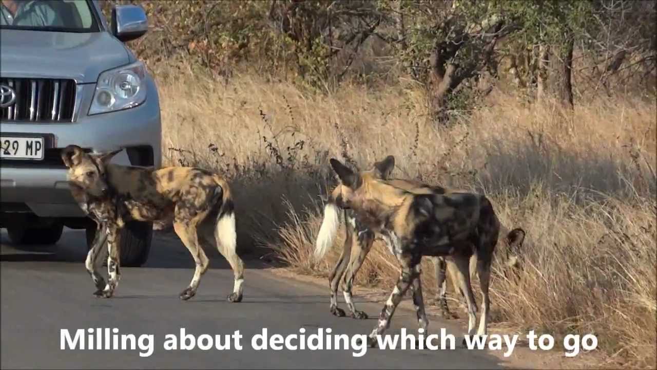 Metsi-Metsi Trail (Part 1 of 2) - YouTube