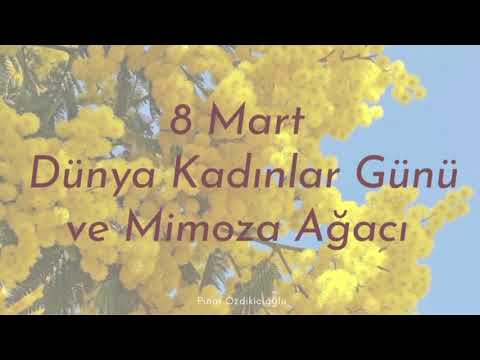 8 Mart Dünya Kadınlar Günü #8 mart #mimoza 