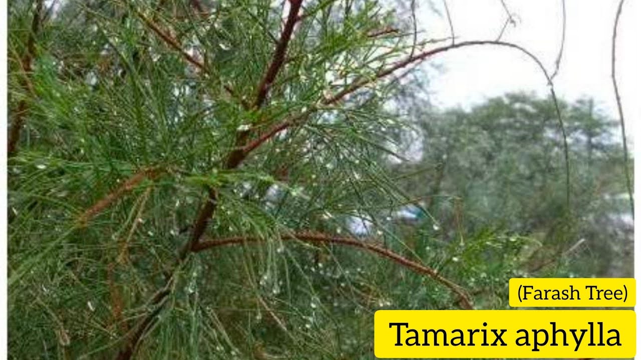 Farash Tree - Tamarix aphylla - YouTube