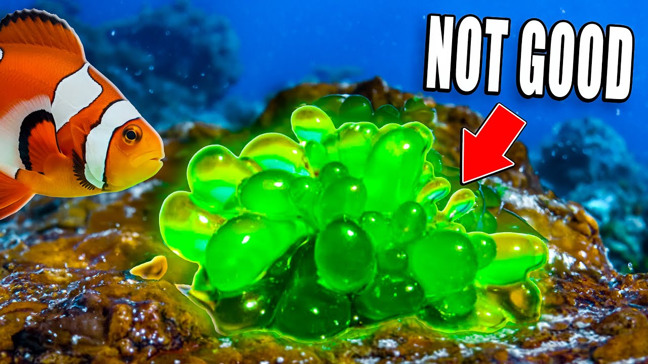 Bubble Algae Takes Over Salt Water Aquarium! Now What!? - YouTube