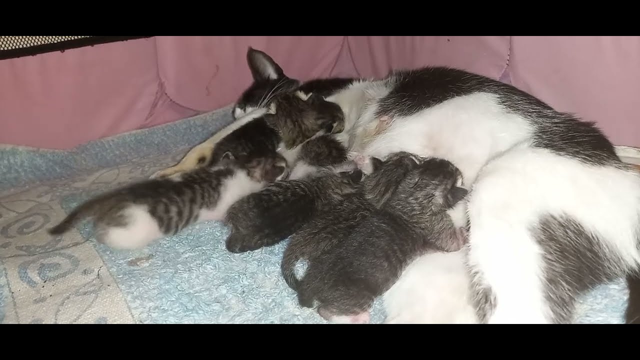 New Born Puspin Kittens Breast Feeding - YouTube