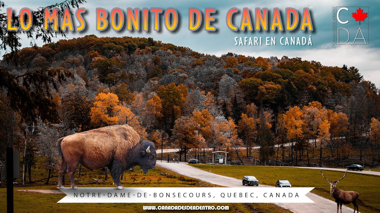 LO MAS BONITO DE CANADÁ | VIDA Y FAUNA DE CANADÁ | OTOÑO EN CANADÁ 🍂 😀 ...